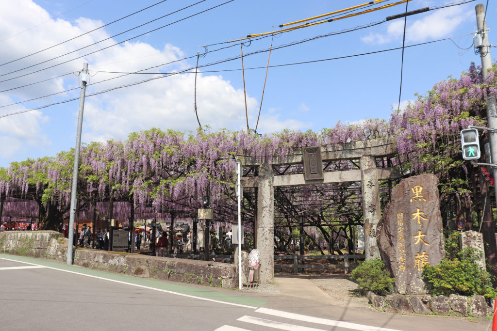 Kurogi large wisterial tree | Japan KYUSHU Tourist | Travel Agency in ...