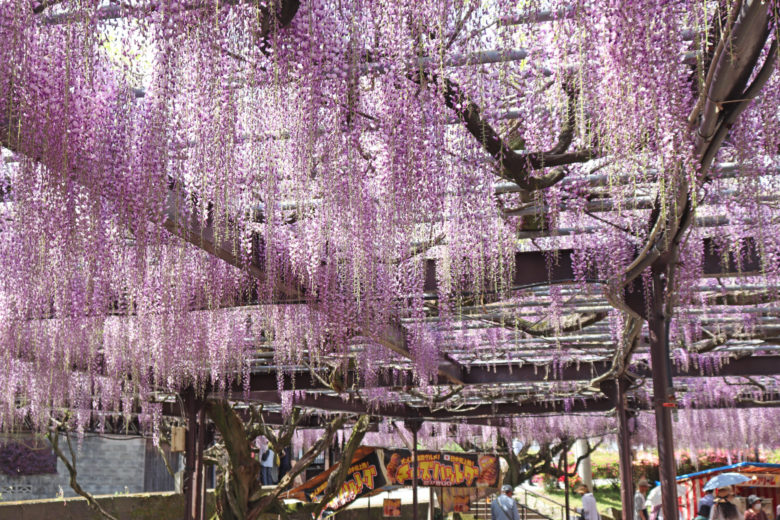 Kurogi large wisterial tree | Japan KYUSHU Tourist | Travel Agency in ...
