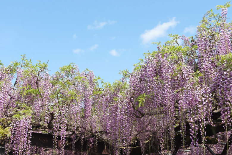 Kurogi large wisterial tree | Japan KYUSHU Tourist | Travel Agency in ...