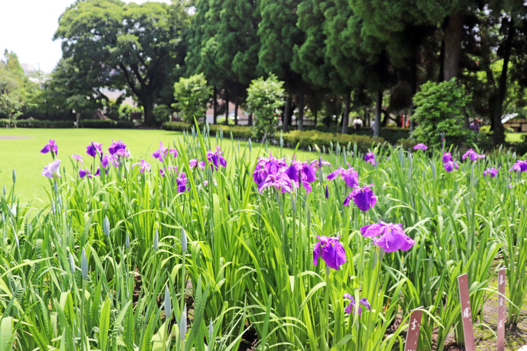Suizenji-koen Park | Japan KYUSHU Tourist ジャパン九州ツーリスト株式会社