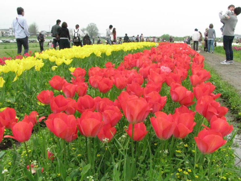 Flowers in Japan | Japan KYUSHU Tourist | Travel Agency in Fukuoka ...