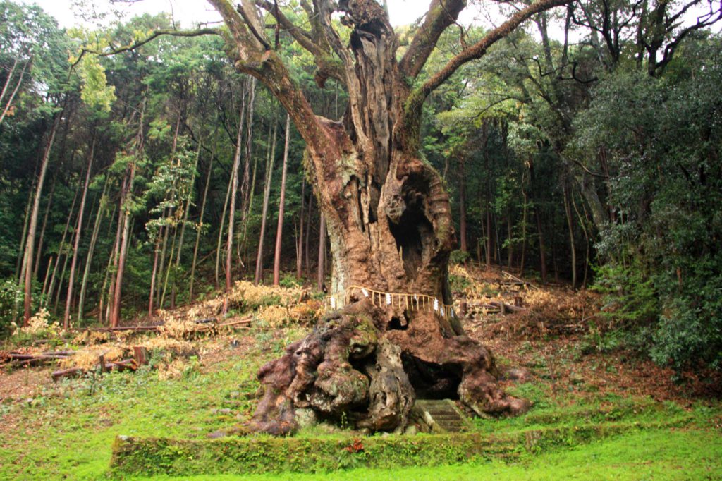 Great Camphor tree at Takeo Shrine | Japan KYUSHU Tourist ジャパン九州ツーリスト株式会社