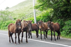 Toi Cape | Japan KYUSHU Tourist ジャパン九州ツーリスト株式会社