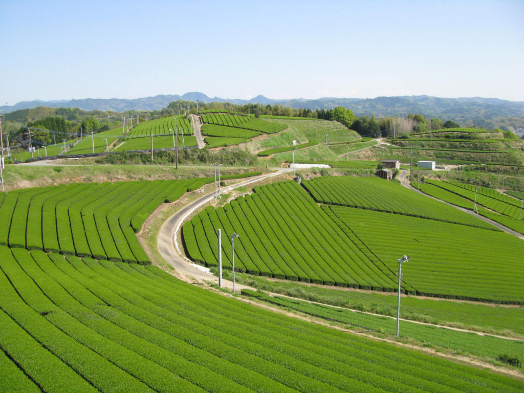Yame Central Tea Plantation | Japan KYUSHU Tourist | Travel Agency in ...