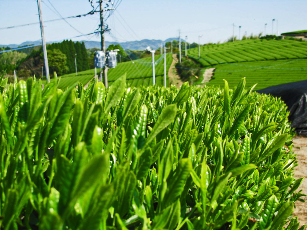 Yame Central Tea Plantation | Japan KYUSHU Tourist ジャパン九州ツーリスト株式会社