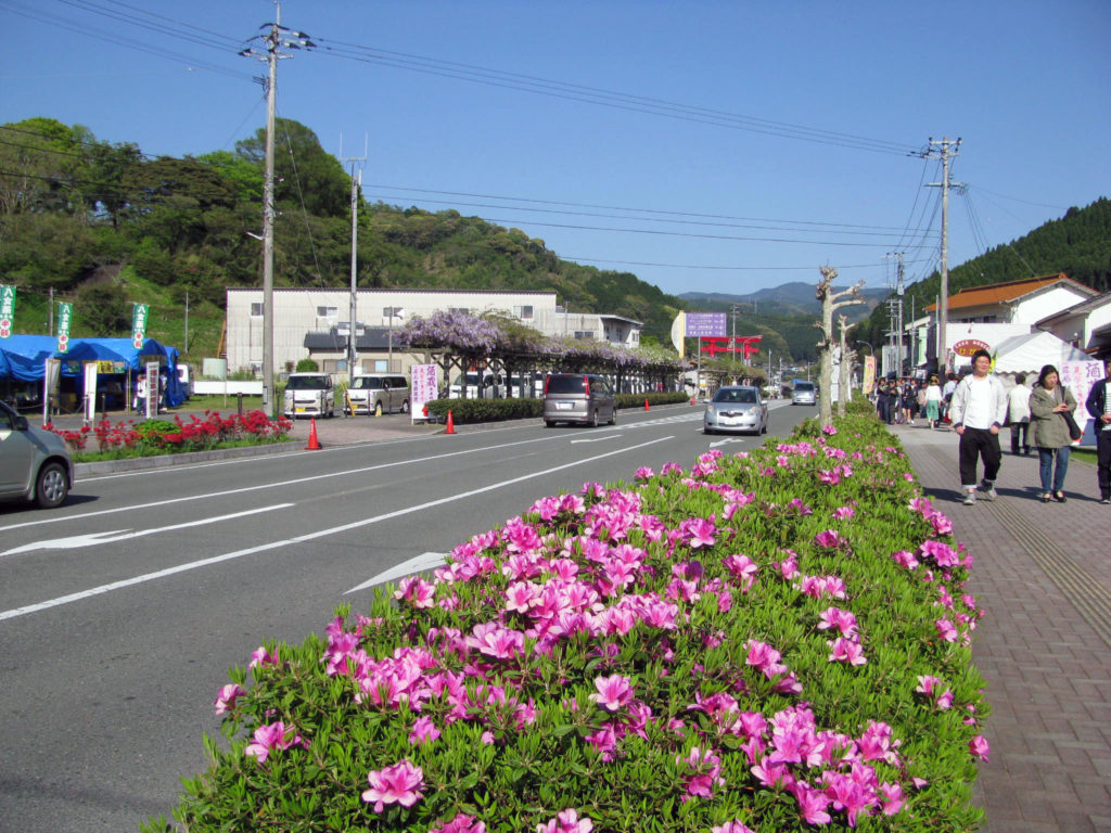 Kurogi large Wisteria tree | Japan KYUSHU Tourist | Travel Agency in ...