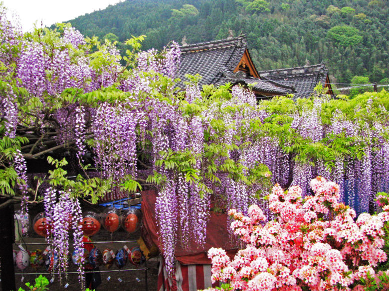 Kurogi large Wisteria tree | Japan KYUSHU Tourist ジャパン九州ツーリスト株式会社