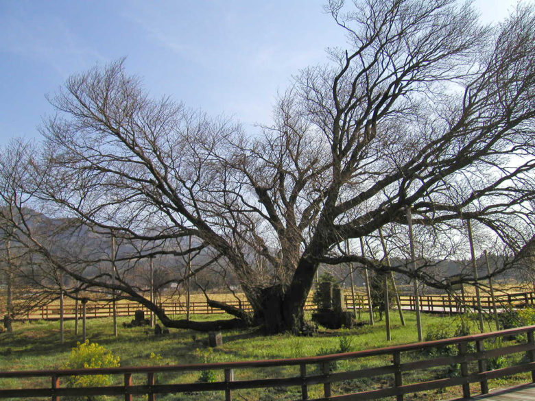 Issingyo big cherry tree | Japan KYUSHU Tourist ジャパン九州ツーリスト株式会社