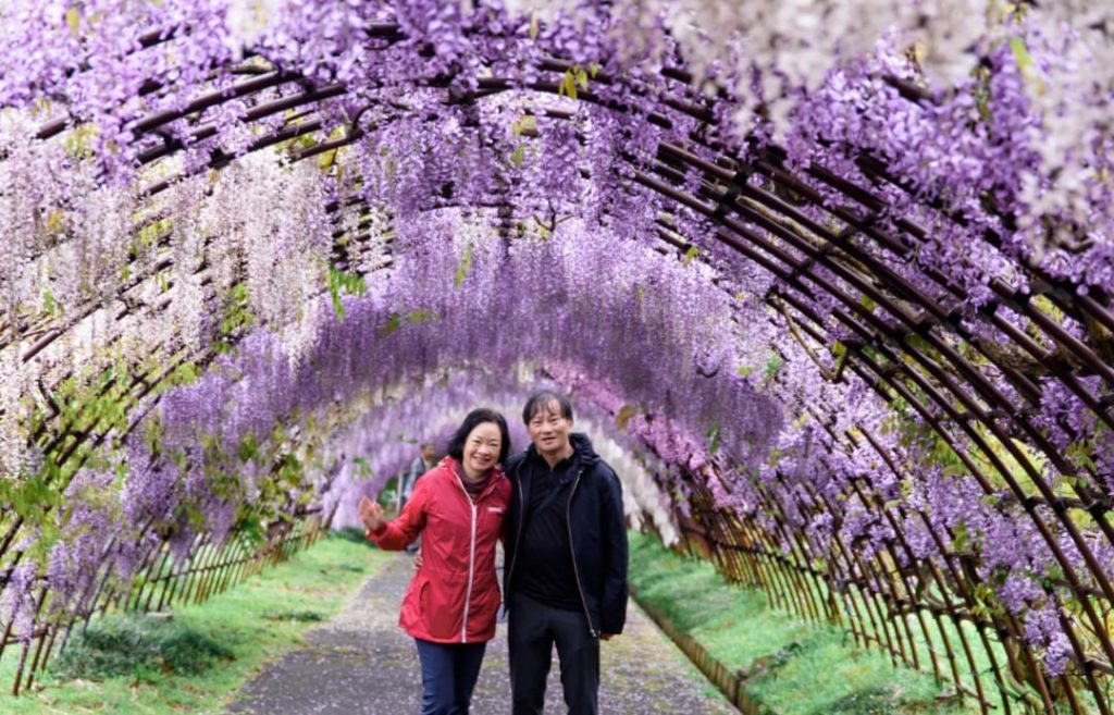 6 days Kyushu tour from April 22 | Japan KYUSHU Tourist | Travel Agency ...