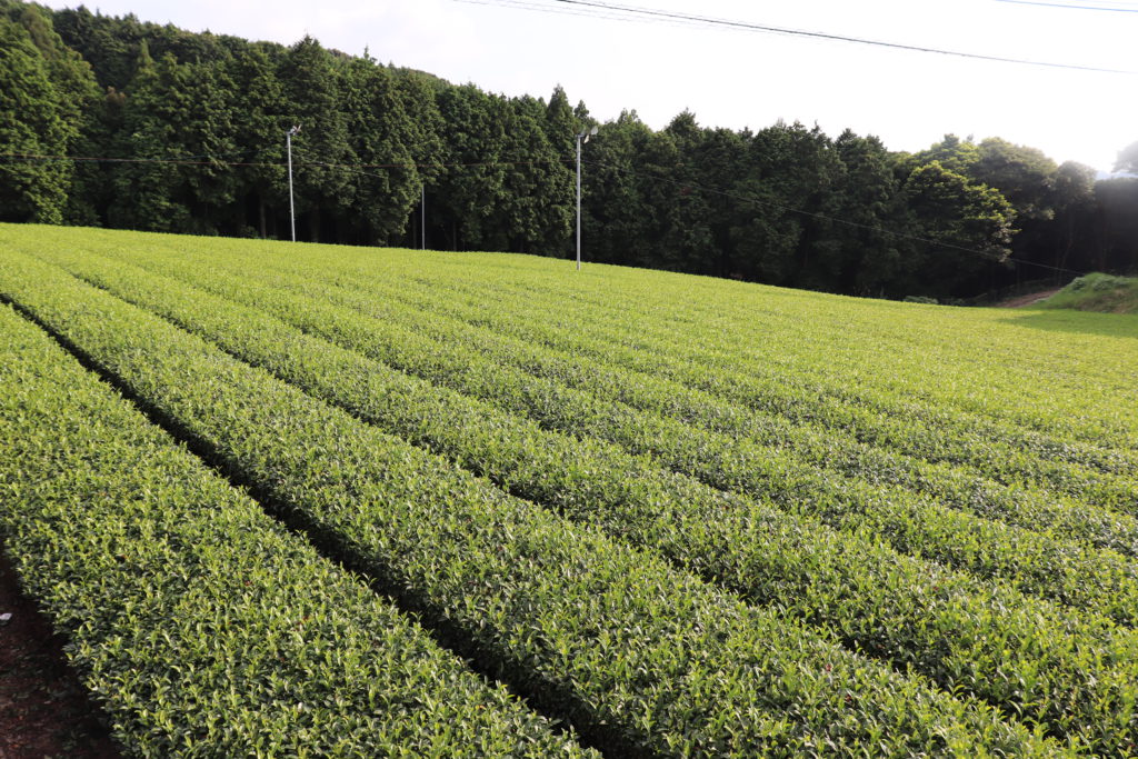 Takeo and Ureshino travel guide | Japan KYUSHU Tourist ジャパン九州ツーリスト株式会社