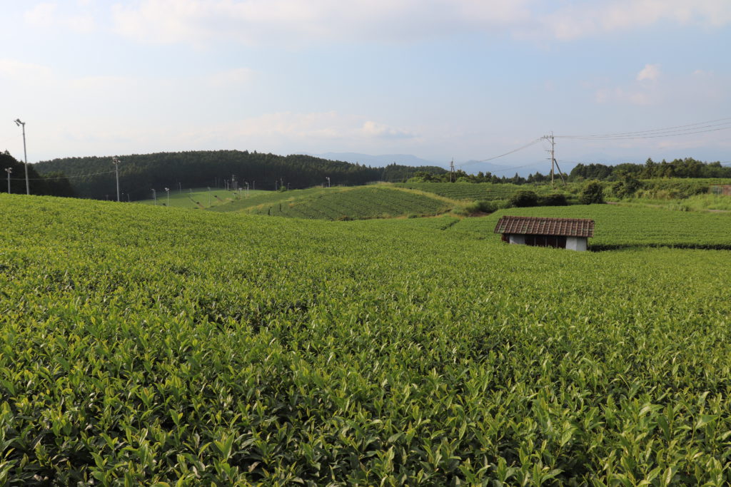 Ureshino | Japan KYUSHU Tourist | Travel Agency in Fukuoka specializing ...
