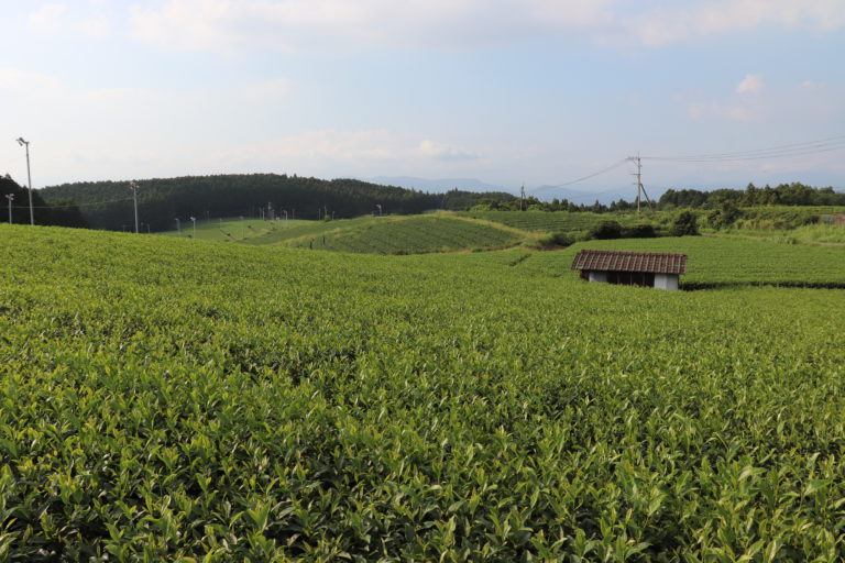 Ureshino | Japan KYUSHU Tourist ジャパン九州ツーリスト株式会社
