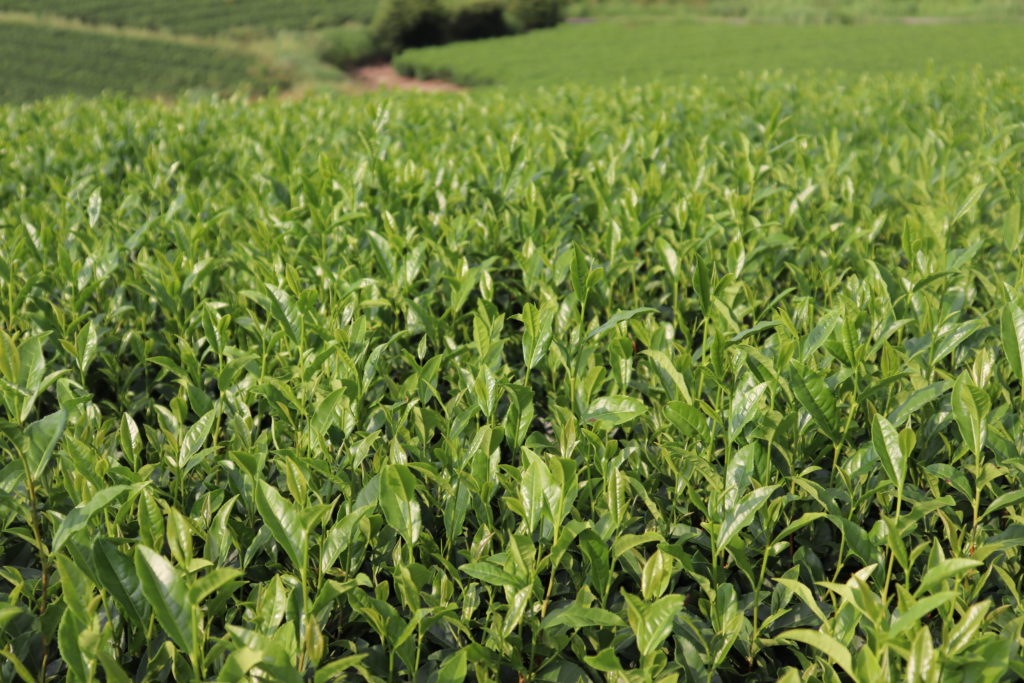 Ureshino | Japan KYUSHU Tourist ジャパン九州ツーリスト株式会社