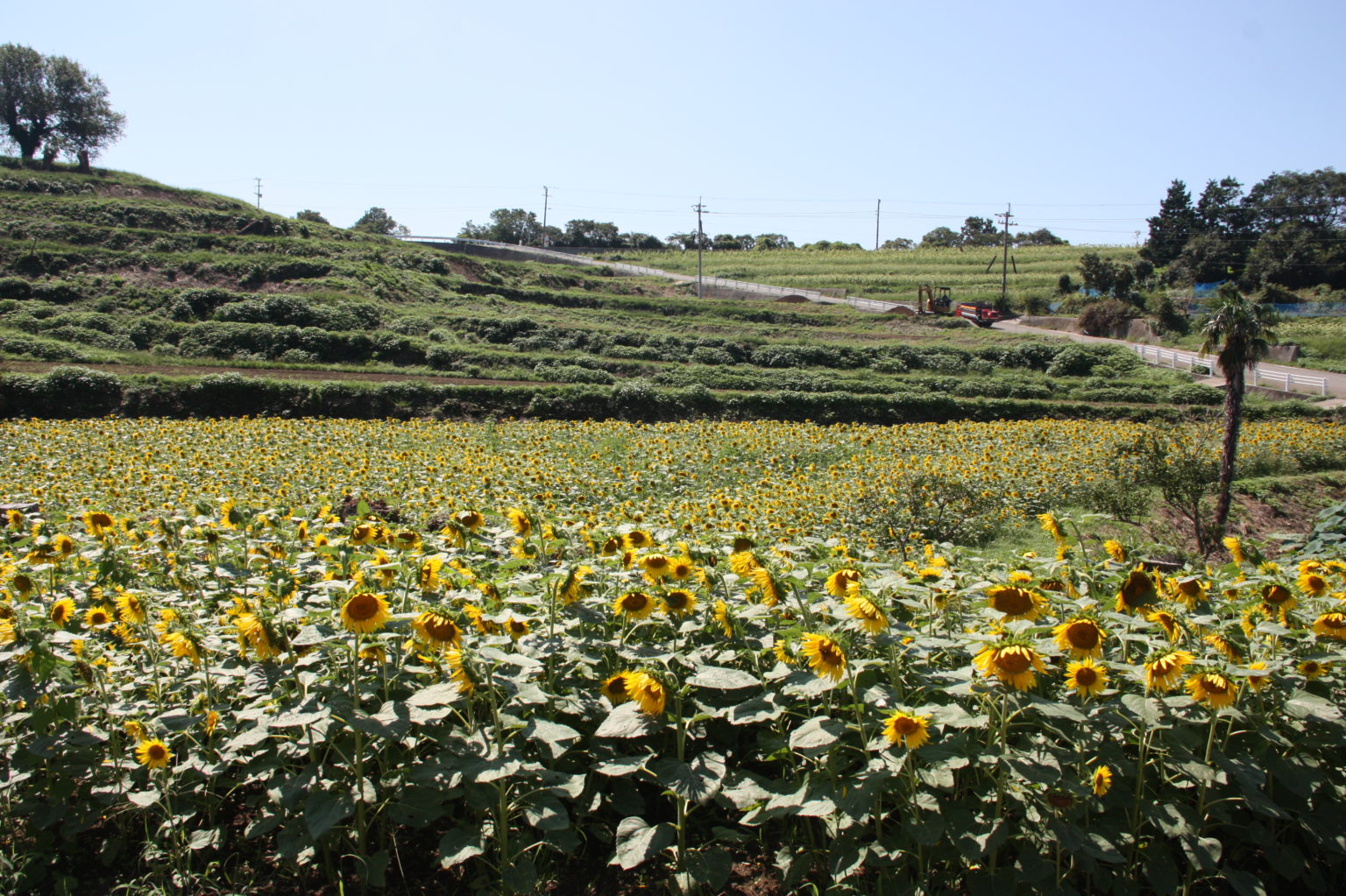 Nagasaki-cape flower garden | Japan KYUSHU Tourist | Travel Agency in ...