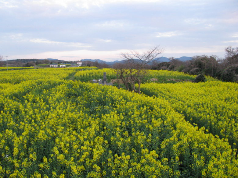Nagasaki-cape flower garden | Japan KYUSHU Tourist | Travel Agency in ...