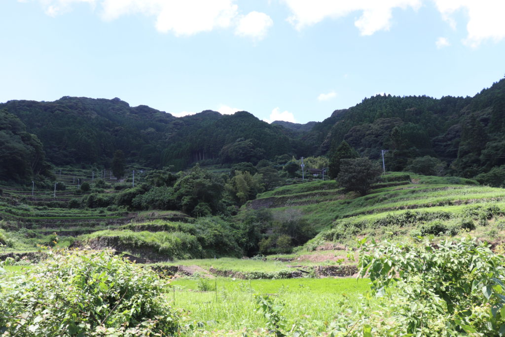 Large tea tree in Ureshino | Japan KYUSHU Tourist ジャパン九州ツーリスト株式会社