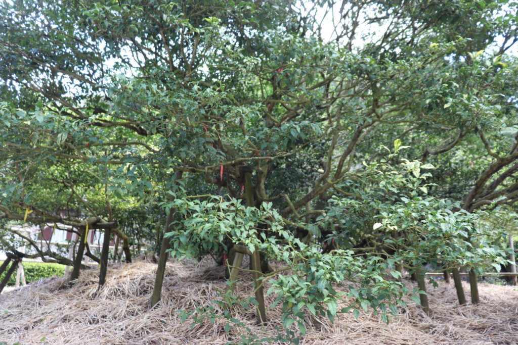 Large tea tree in Ureshino | Japan KYUSHU Tourist ジャパン九州ツーリスト株式会社