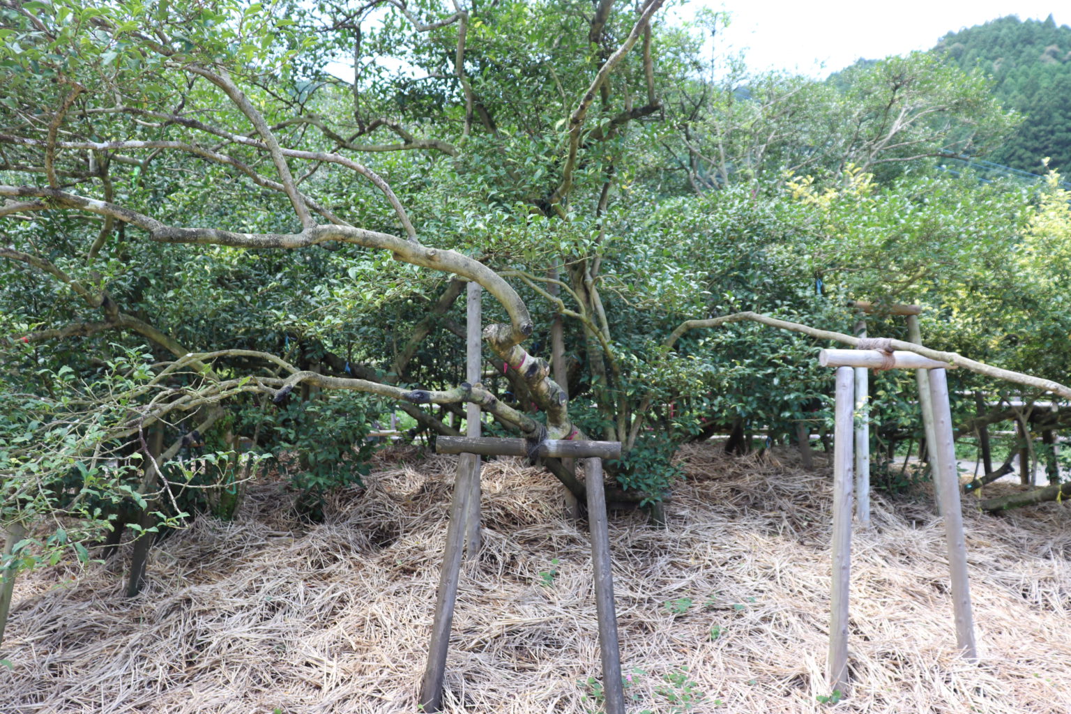 Large tea tree in Ureshino | Japan KYUSHU Tourist ジャパン九州ツーリスト株式会社