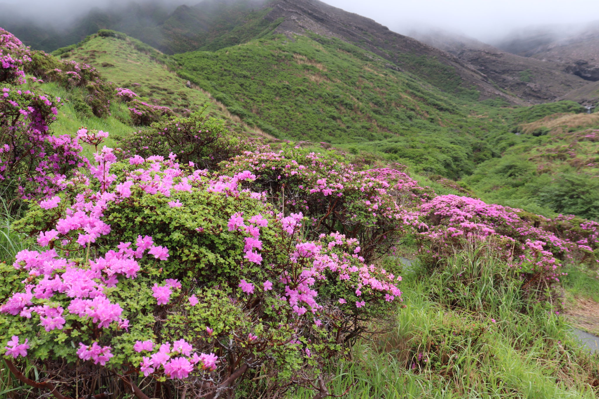 Azaleas at Sensuikyo gorge | Japan KYUSHU Tourist ジャパン九州ツーリスト株式会社